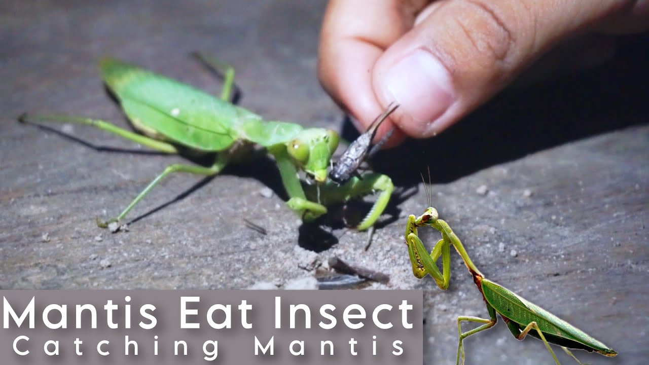 Catching Mantis And Eating Insect ( Close-Up) - YouTube