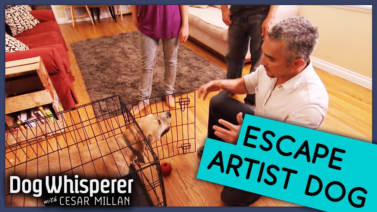 Cesar Millan And The Runaway Dog! | Dog Whisperer - YouTube