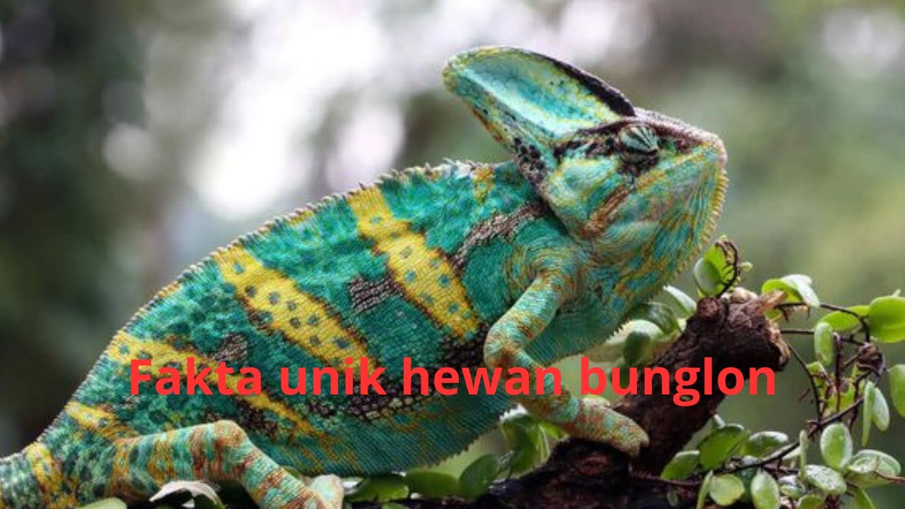 fakta unik binatang bunglon - YouTube