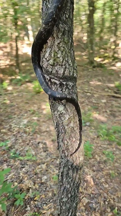 Rat Snake climbing a tree | #snake #woods #catchandrelease - YouTube