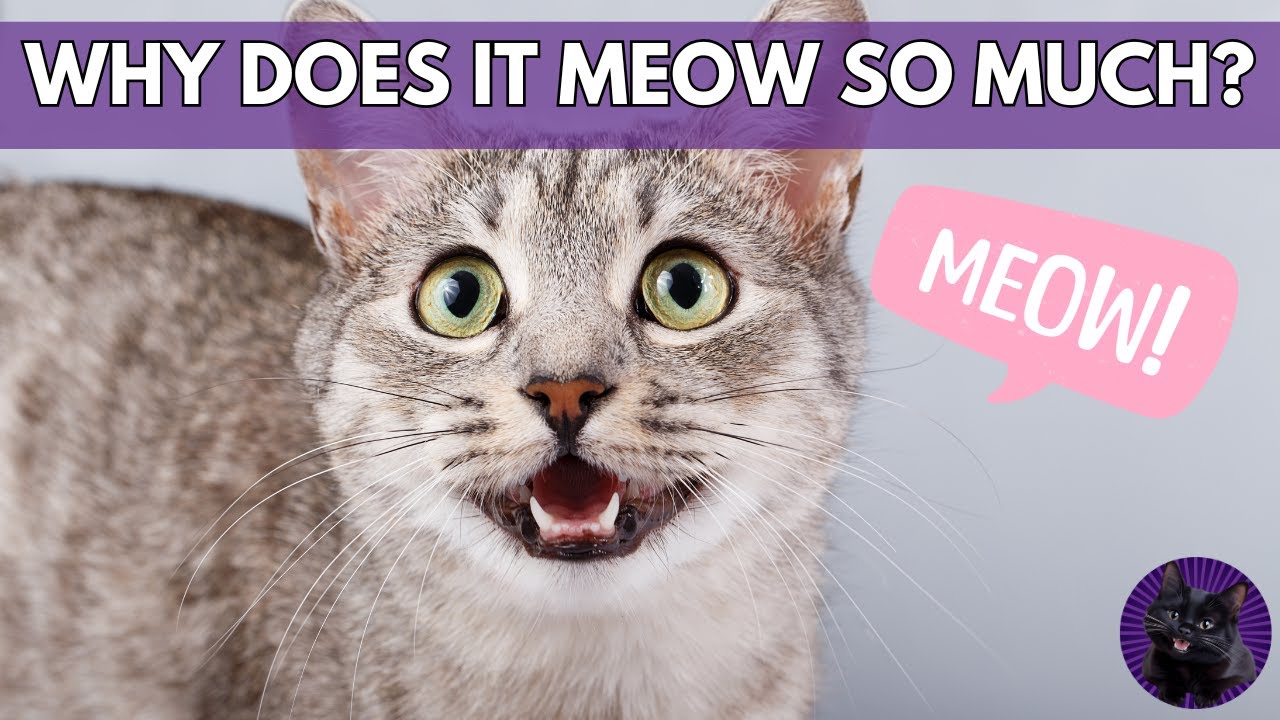 Why does YOUR CAT meow so much? [DISCOVER NOW] - YouTube