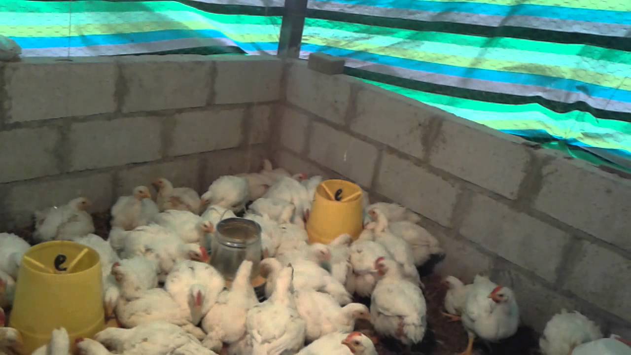 Crianza de pollos broiler - YouTube