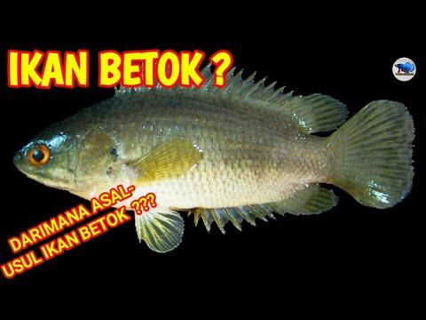 Unik!! Asal Usul Ikan Betok dan Habitatnya di Alam Liar - YouTube