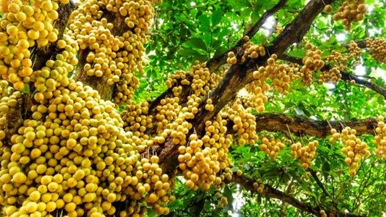 Harvesting Burmese Grape (BON BON Fruits) ..Go To Market Sell | Farm ...