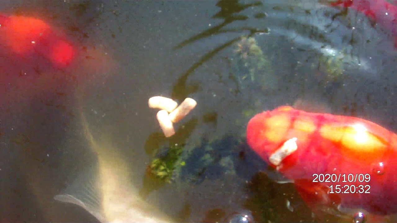Fish - YouTube