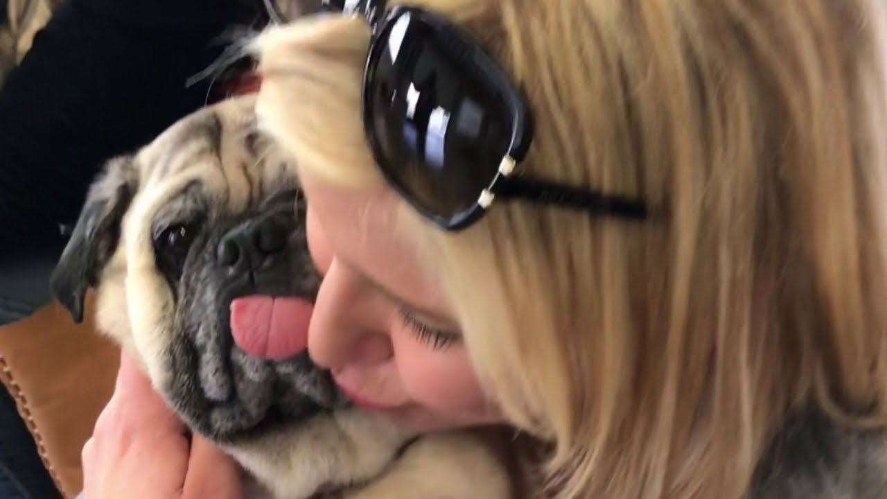 Pug Nation LA volunteers - YouTube