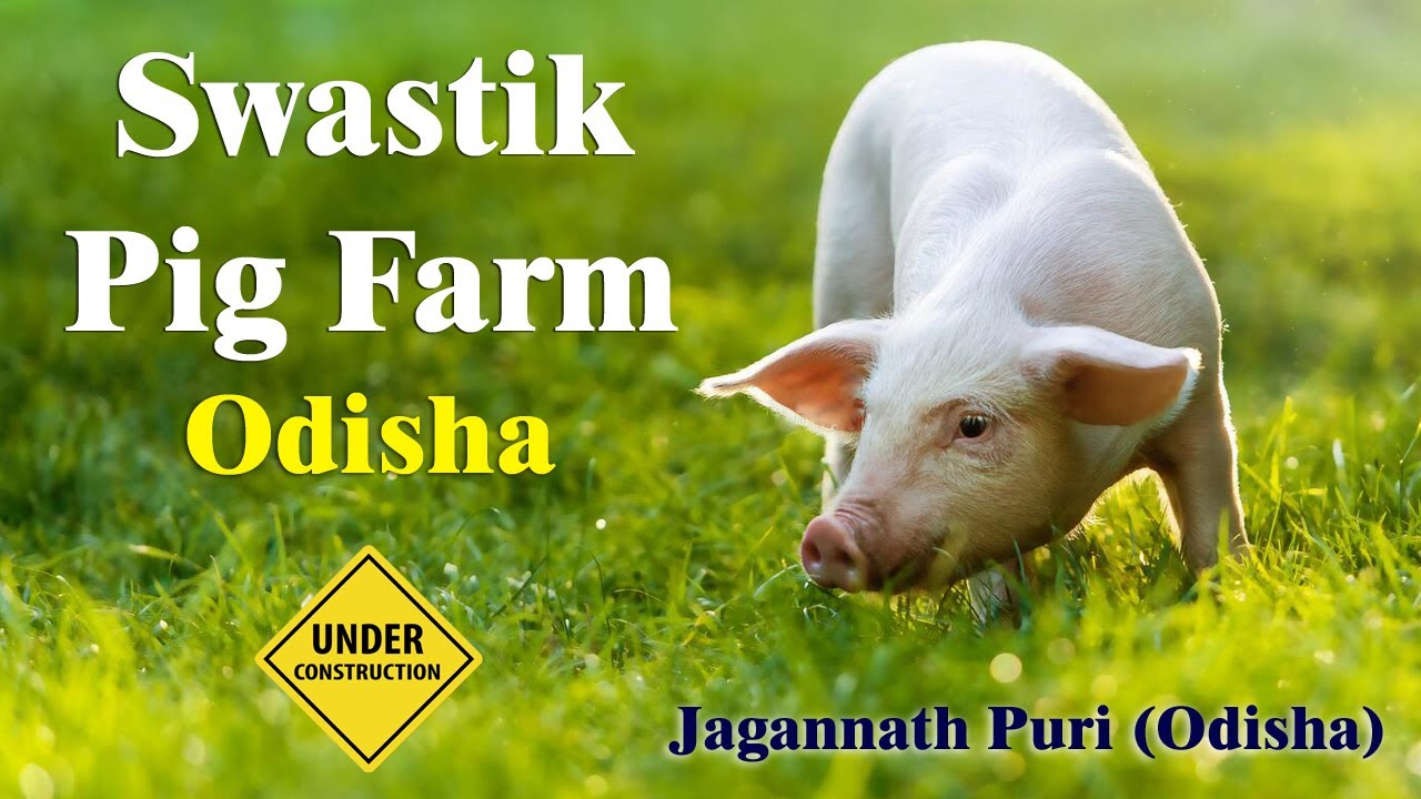Jagannath Puri (Odisha) || Swastik Pig Farm Branch Under Construction ...