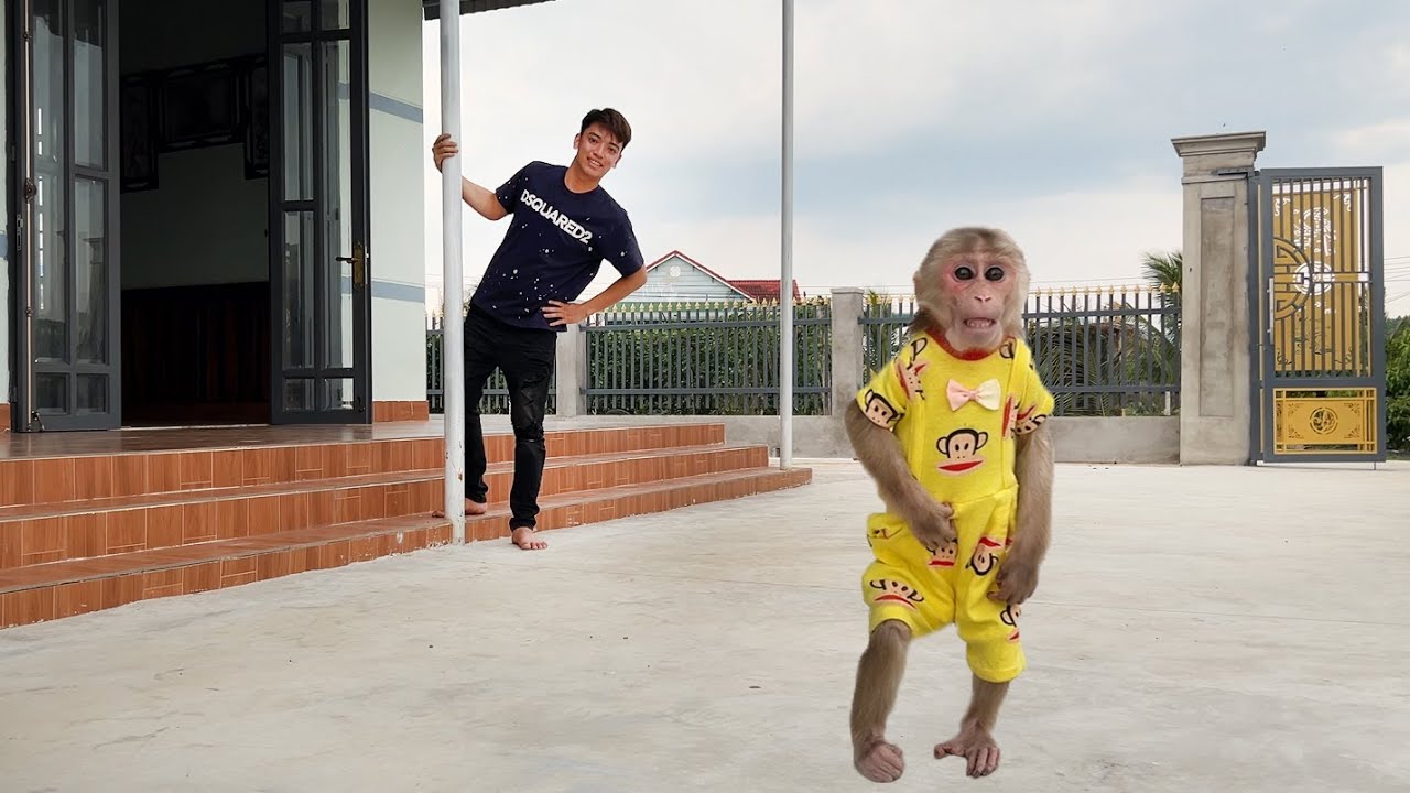 Monkey Luk excited to explore new home! Everything wonderful - YouTube
