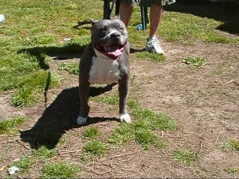 Blue Gray Bully Houston, texas, www.titanpitbulls.com - YouTube