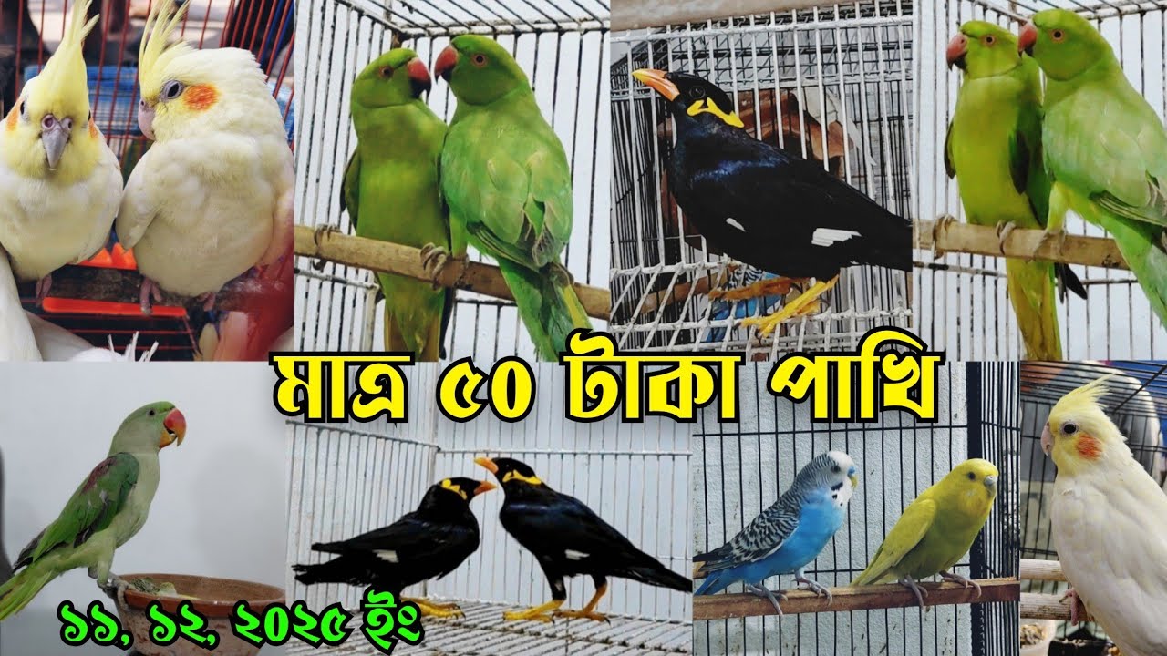 পাহাড়ি ময়না ও টিয়া পাখির দাম || আদিত্য বার্ড হাউস || Tiya pakhir dam ...