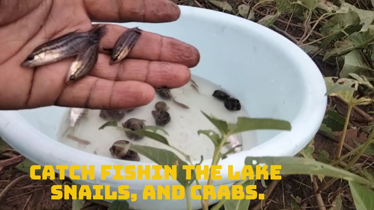 Catch fish insect lake, snail, and crabs - YouTube
