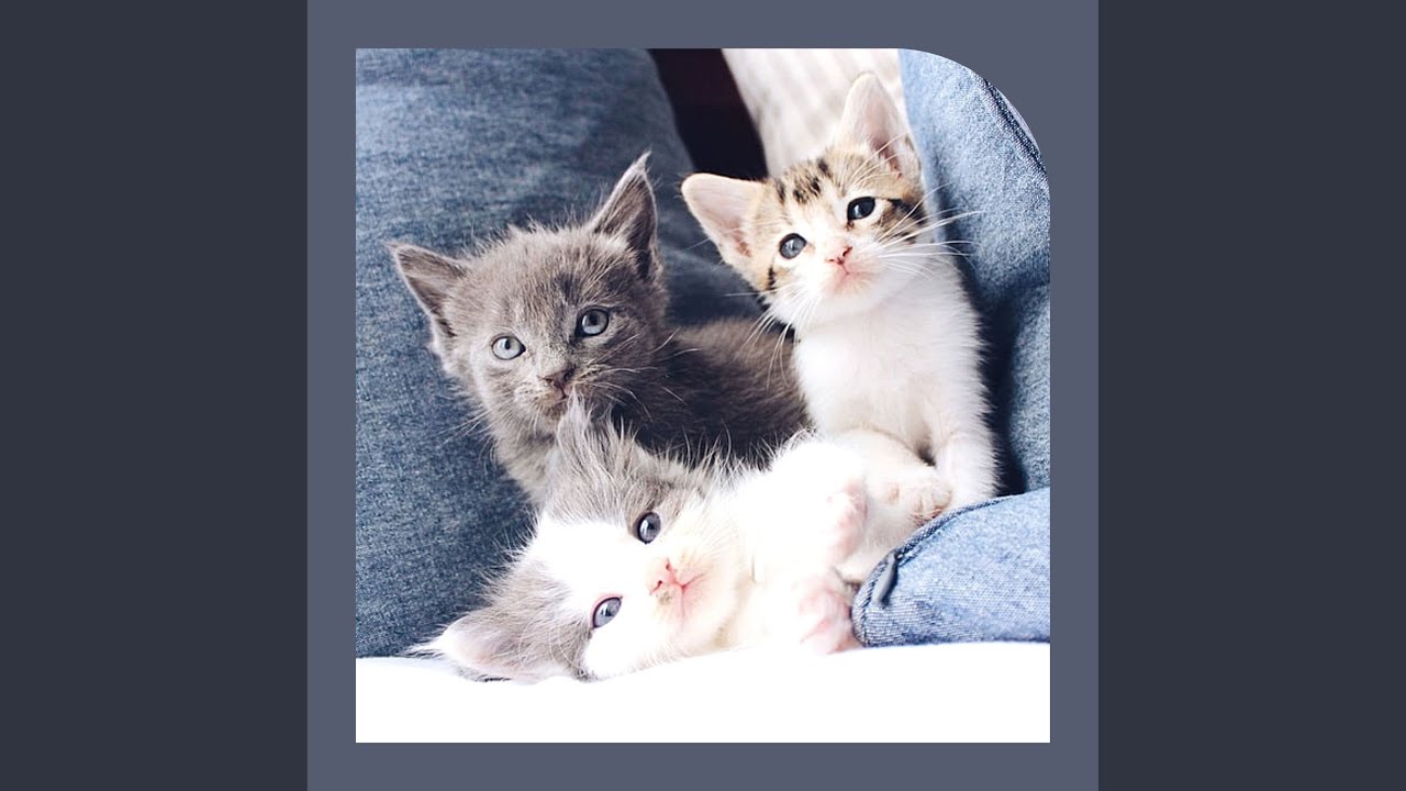 Spectacular Cutest Cats - YouTube