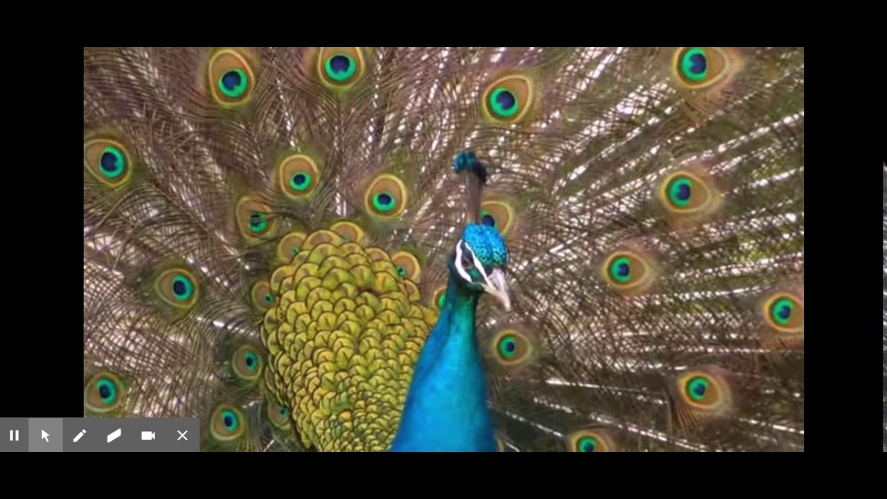Peacock Dance Display - Peacocks Opening Feathers HD & Bird Sound ...