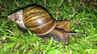 Garden Snail Makati by HourPhilippines.com
