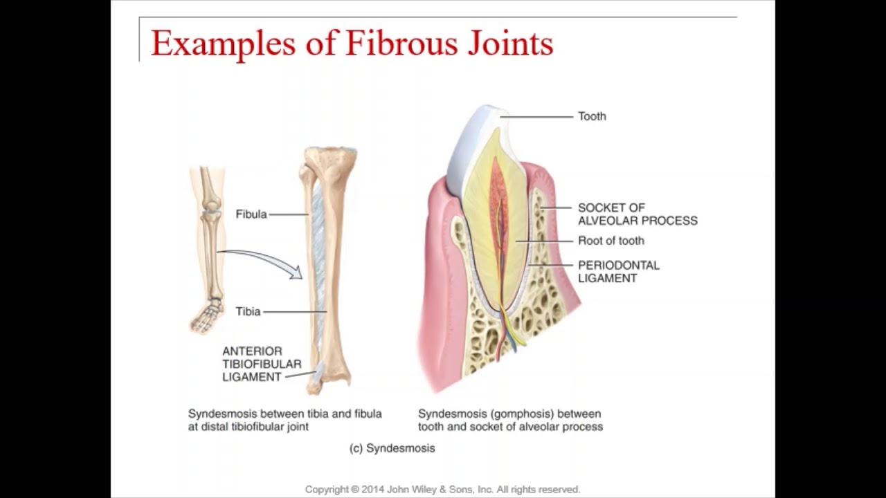 Chapter 9 - Joints - YouTube