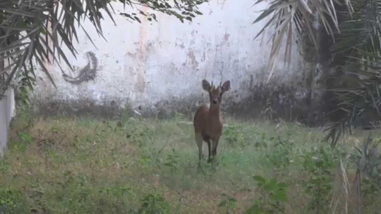 Chousingha (Tetracerus quadricornis) - YouTube
