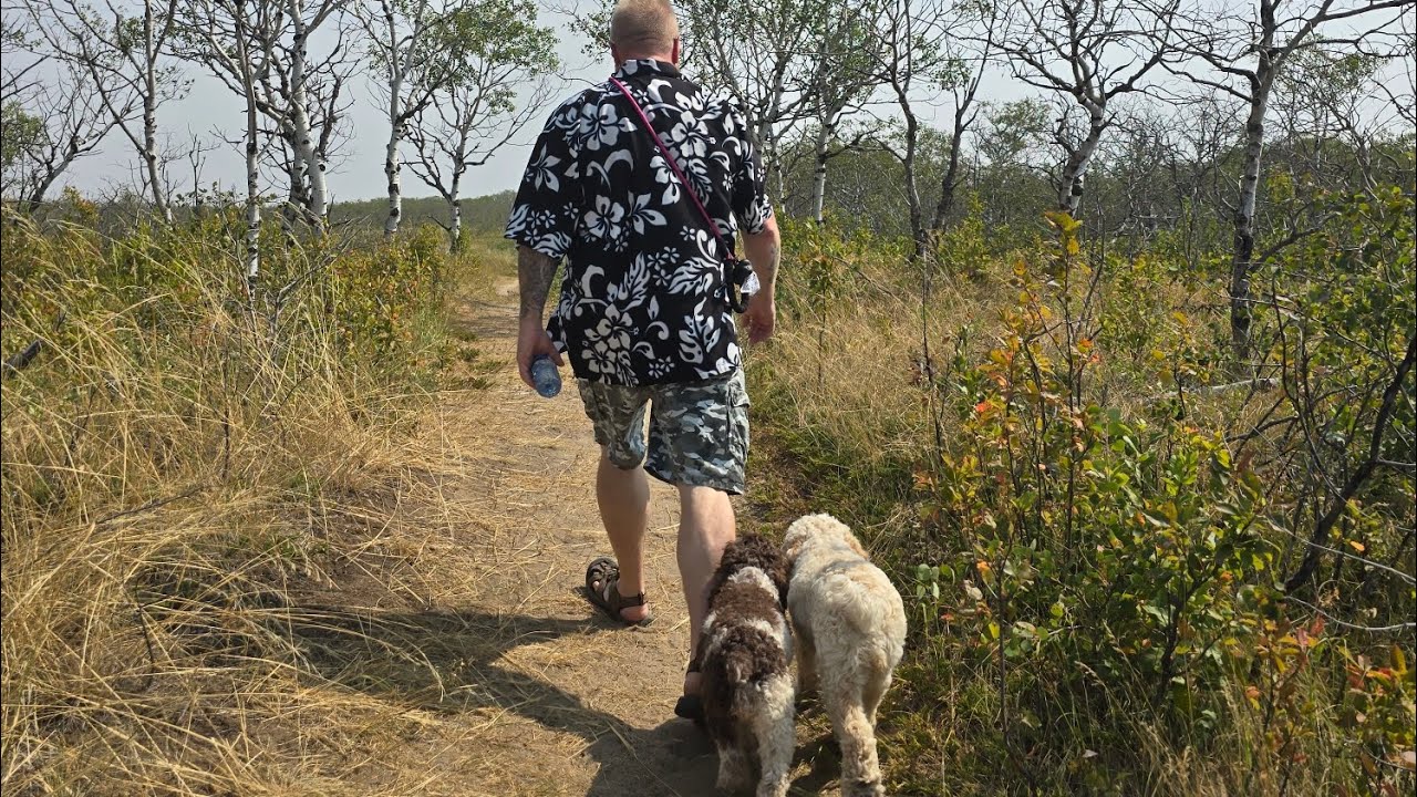 Puppies Enjoying the Hike 🐶 #cockapoos #doglife #furdad #furmom # ...