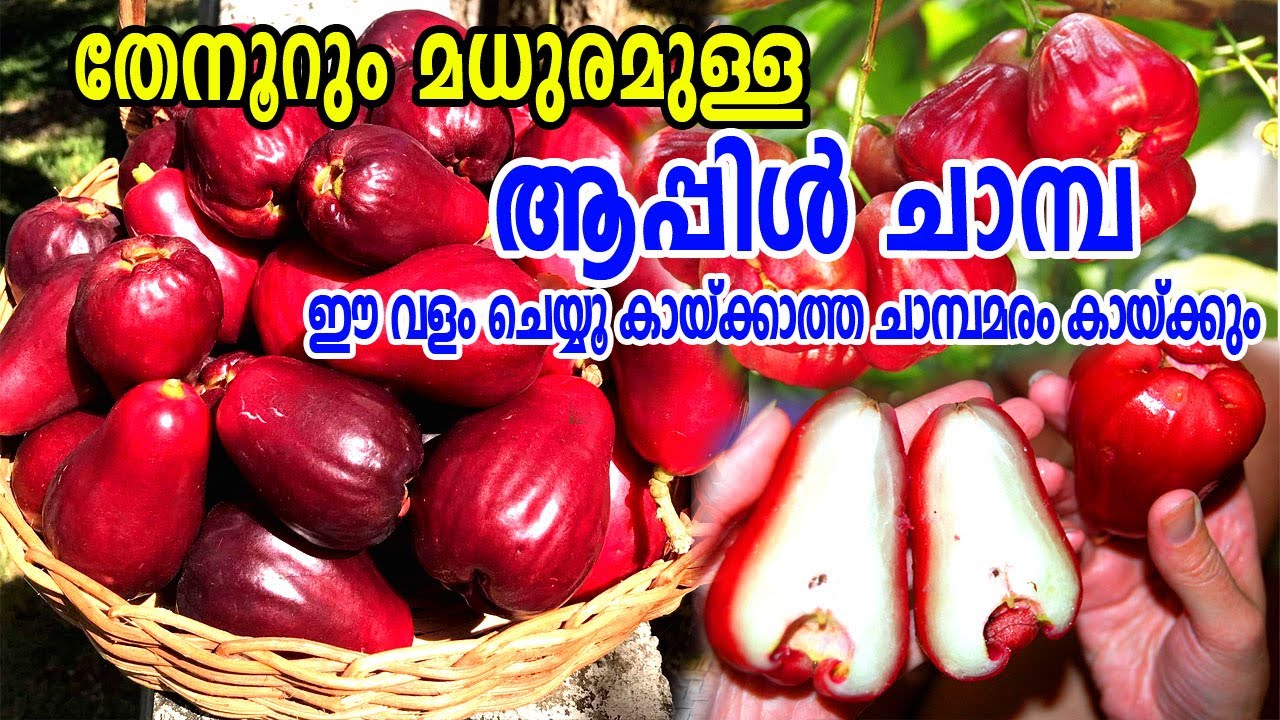 തേനൂറും മധുരമുള്ള ആപ്പിൾ ചാമ്പ/Thailand Apple Chamba/Wax Apple/Taiwan ...