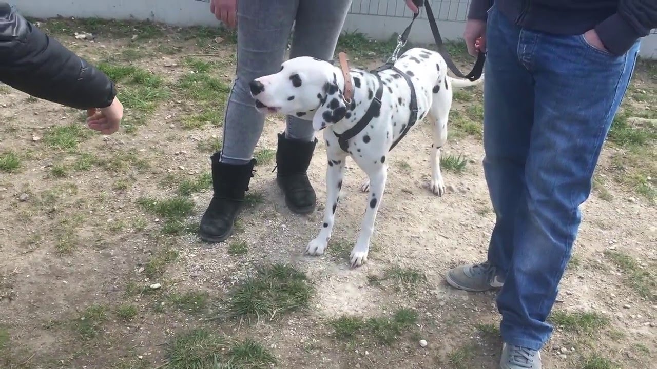LÉGÈRE AGRESSIVITÉ / DALMATIEN / CRAINTIF / SYM DOG - RÉGION CENTRE ...