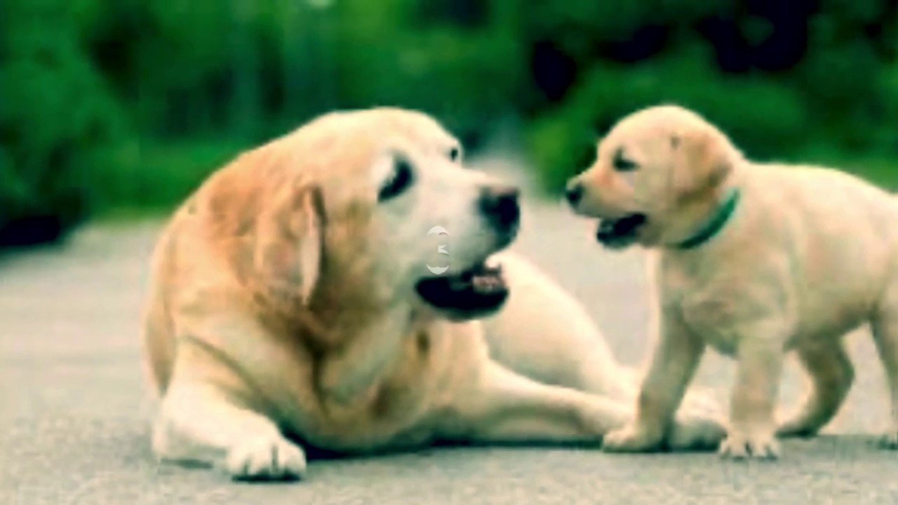 Top 3 Happy Dog Barking - YouTube