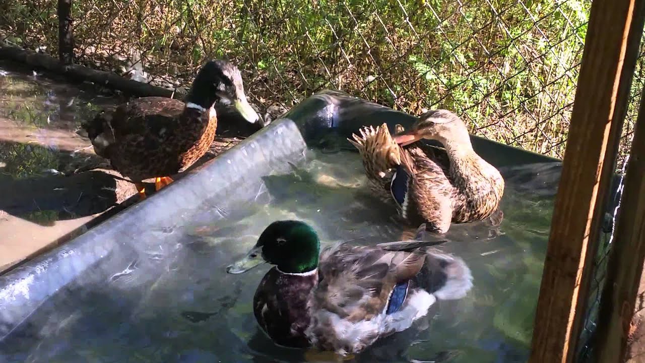 Molting mallards - YouTube