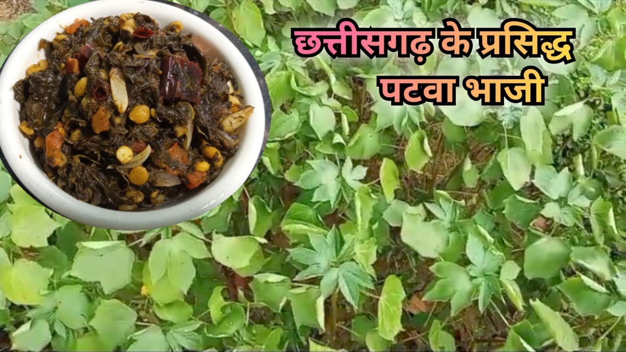 छत्तीसगढ़ के प्रसिद्ध पटवा भाजी।Patwa bhaji ki sabji।Patwa bhaji।Cg ...