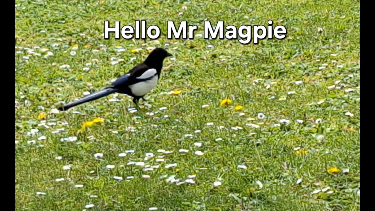 A beautiful magpie in a field of daisies (Pica pica) - YouTube