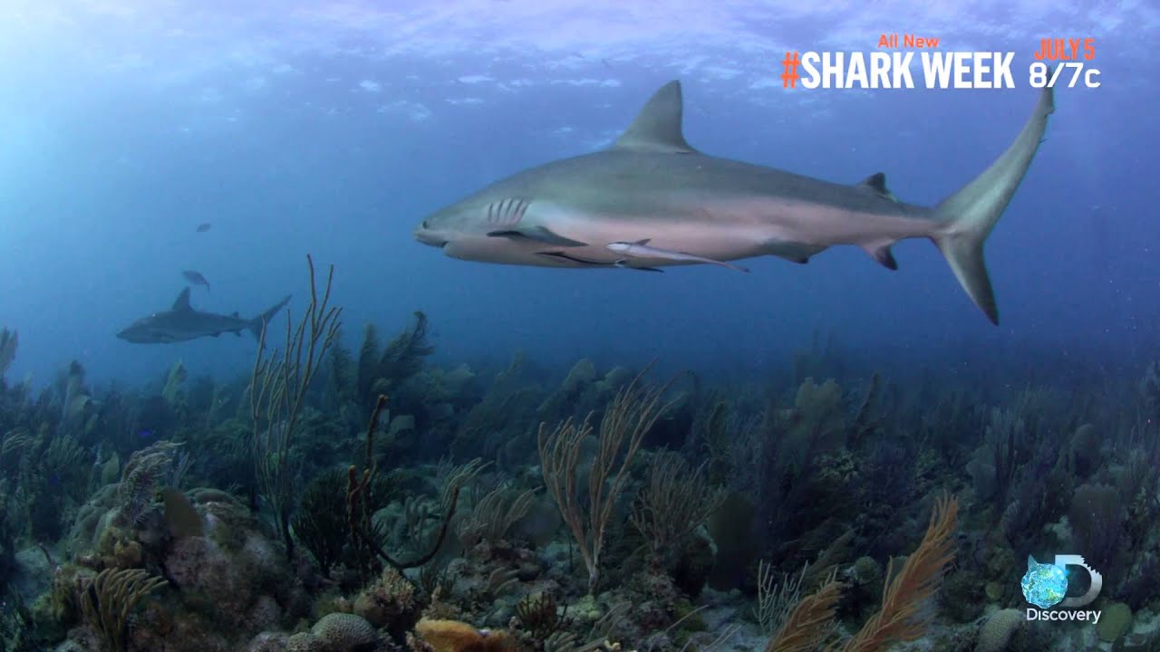 Discovery Channel clip from "Tiburones: The Sharks of Cuba" - YouTube