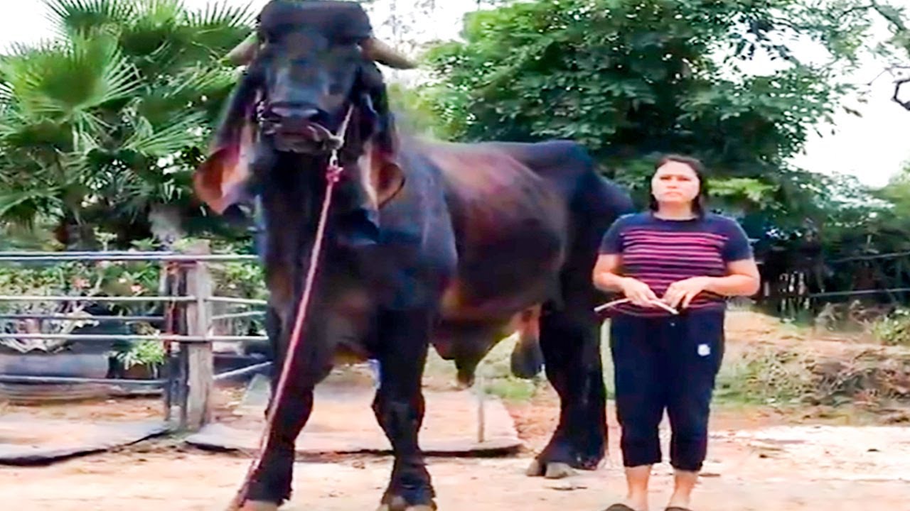 Huge bulls of Indu Brazil breed in Thailand - YouTube