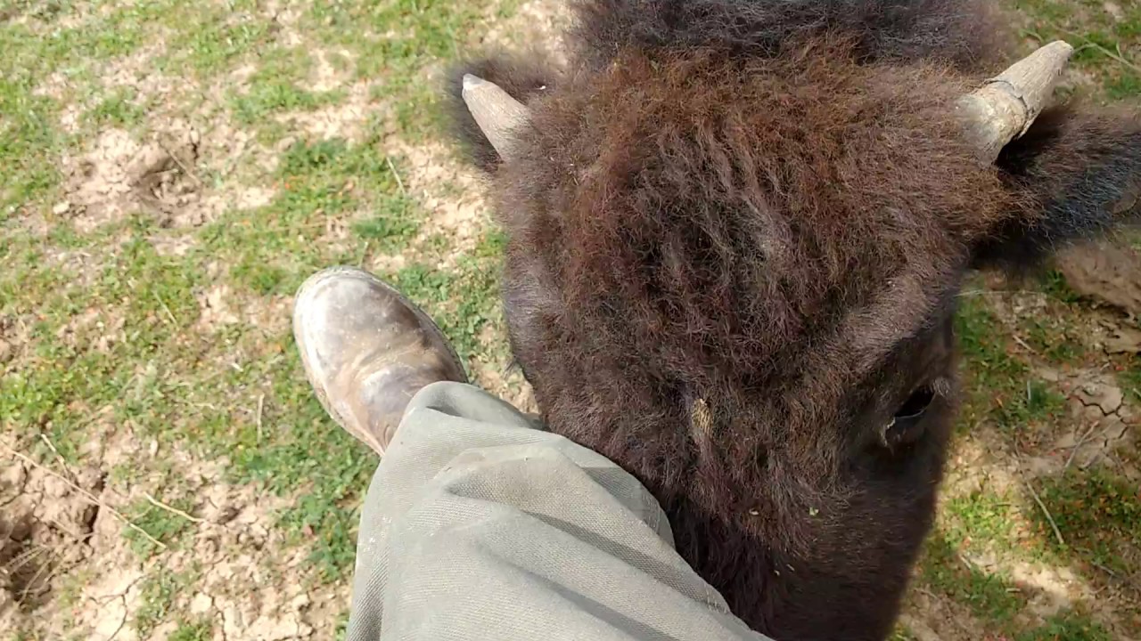 Young Buffalo scratching on my boot - YouTube