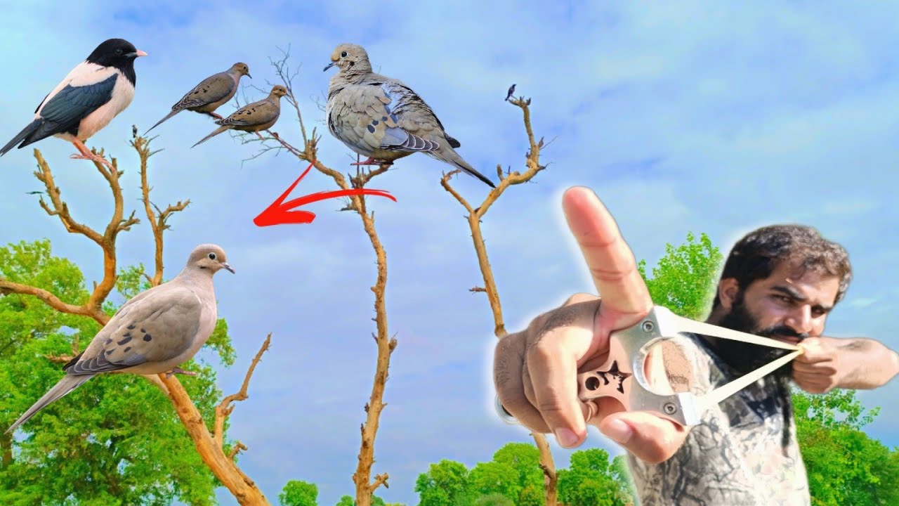 Slingshot Hunting Wild Birds | Best Birds Hunting Video ! - YouTube