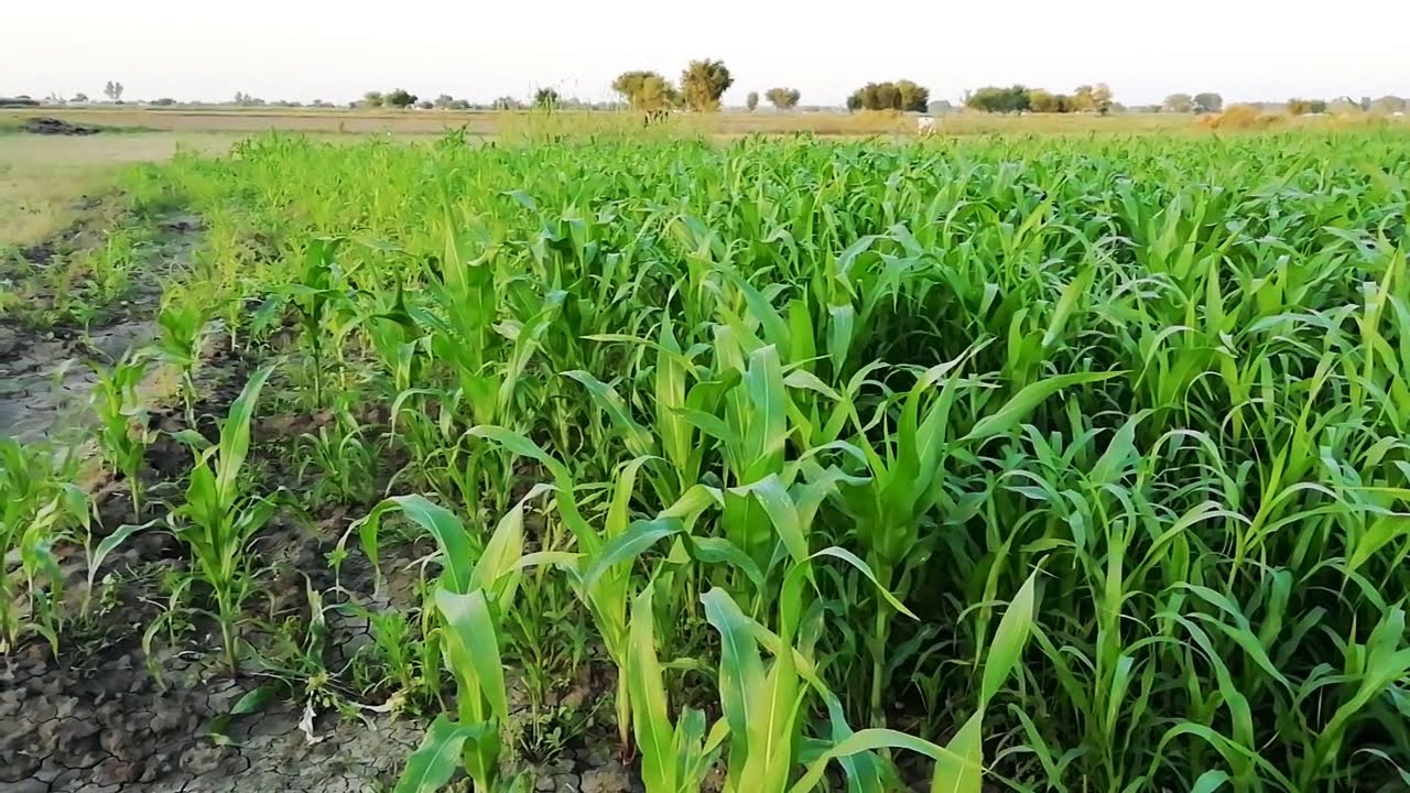 Large Scale Corn Production || Village lifestyle Punjab, Pakistan - YouTube