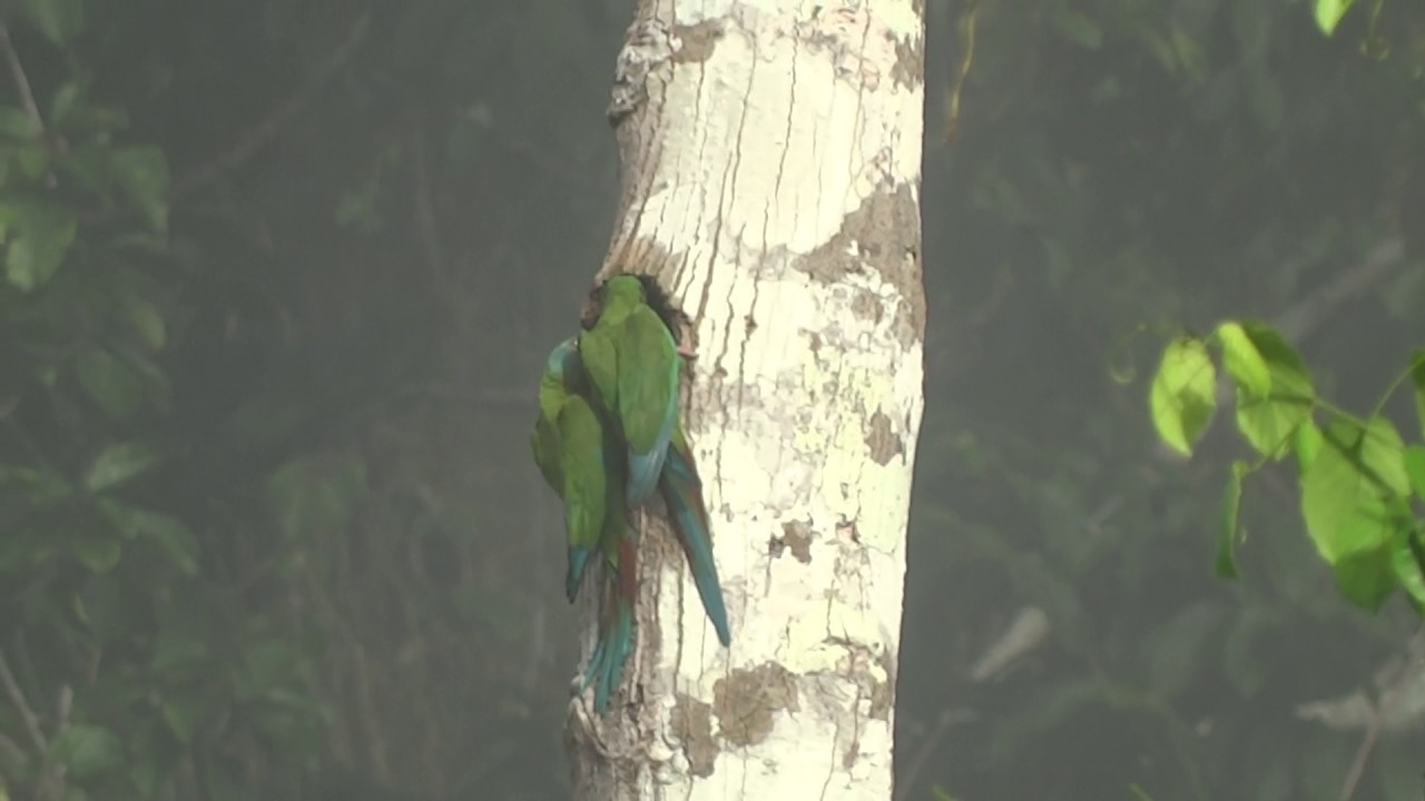 blue-headed macaw (Primolius couloni) - YouTube