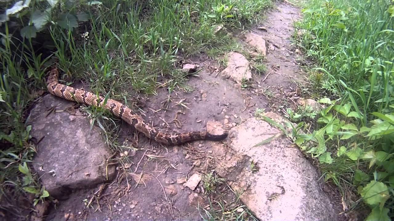 rattlesnake!! - YouTube