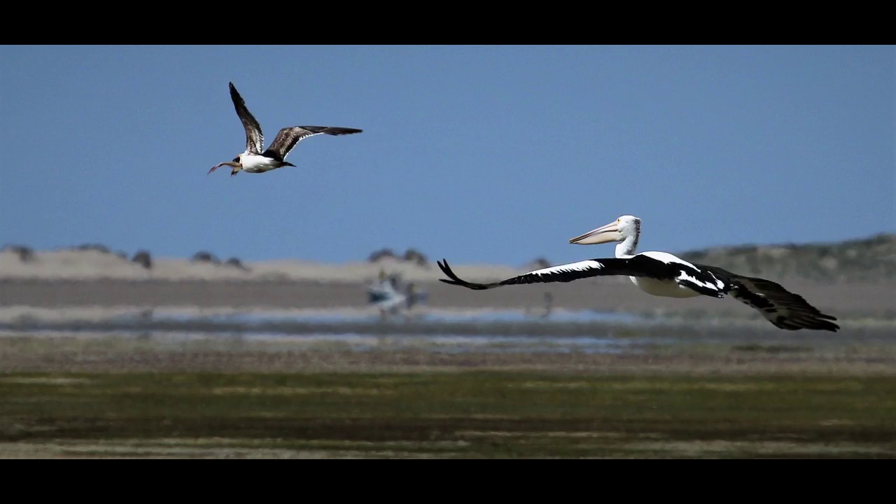 Shallow Inlet Birds - YouTube
