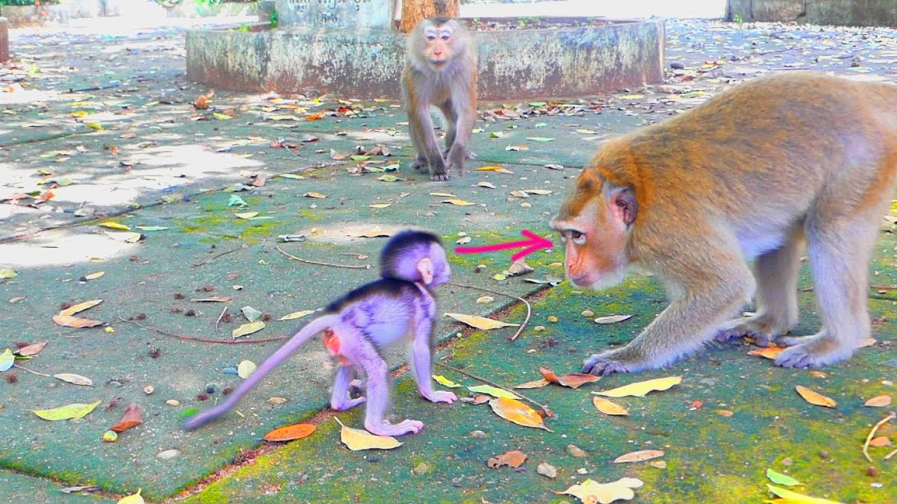 Love this clip so much...When little baby monkey JESSY conversation ...