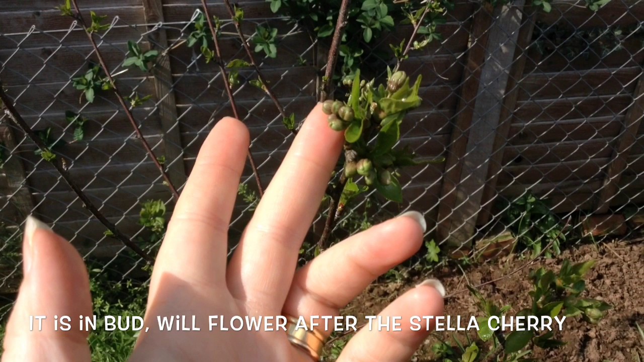 NINE fruit trees in my garden - YouTube