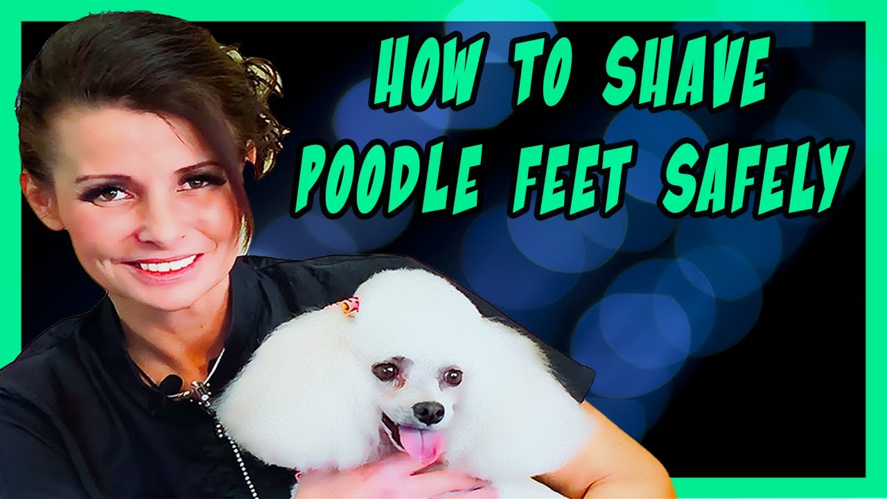 Poodle Feet Clipping Tutorial: How to Shave The Perfect Clean Foot ...