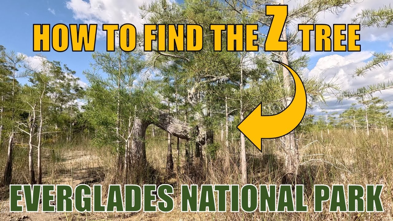 How to Find The Everglades Z Tree in Everglades National Park - YouTube