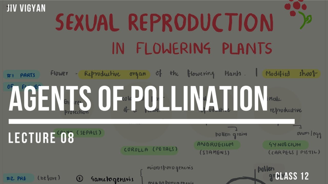 Agents of pollination | CHAPTER 02 | Class 12 | NCERT | NEET @Ajay ...