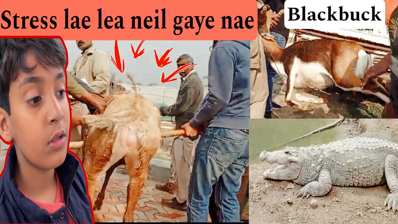Blue bull(neil gaye) chinkara and blackbuck ko pakar lea|neil gaye ...
