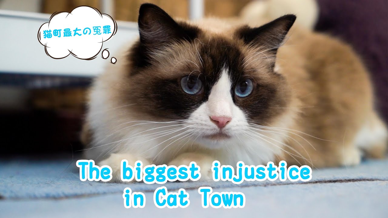 Cat Drama: Cat Town Injustice Case - YouTube