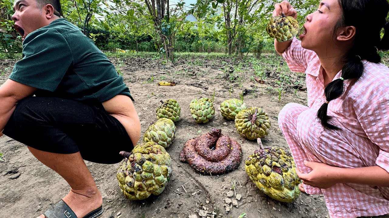 Don't eat it, Xuxu! The custard apple fell into Tutu's poop ! Recipes ...