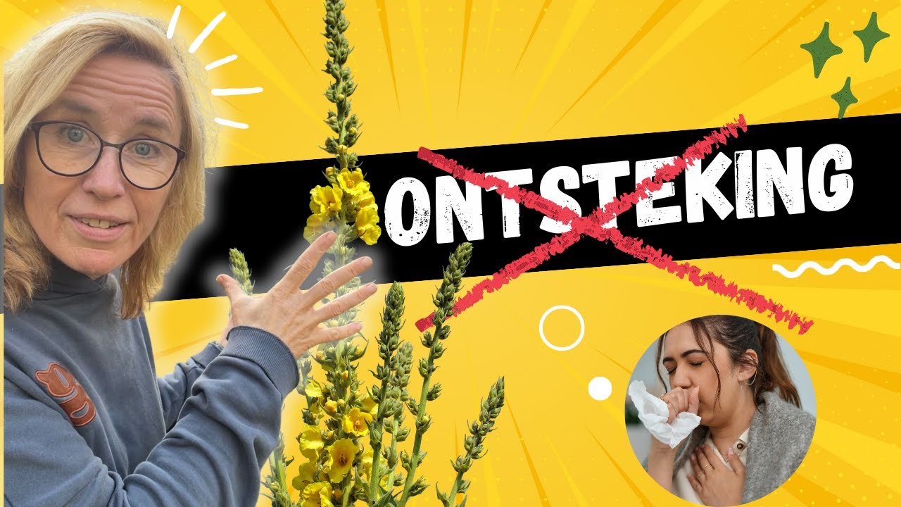 Weg👋 ONTSTEKING met de Koningskaars (Gele Toorts) 🫁 - YouTube