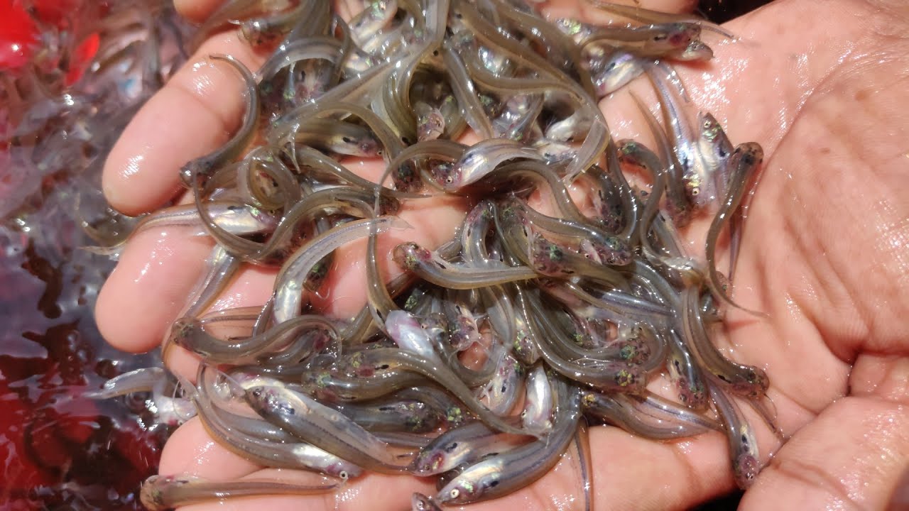 পাবদা মাছের পোনা বিক্রয় করা হয় । Pabda fish farming in Bangladesh ...