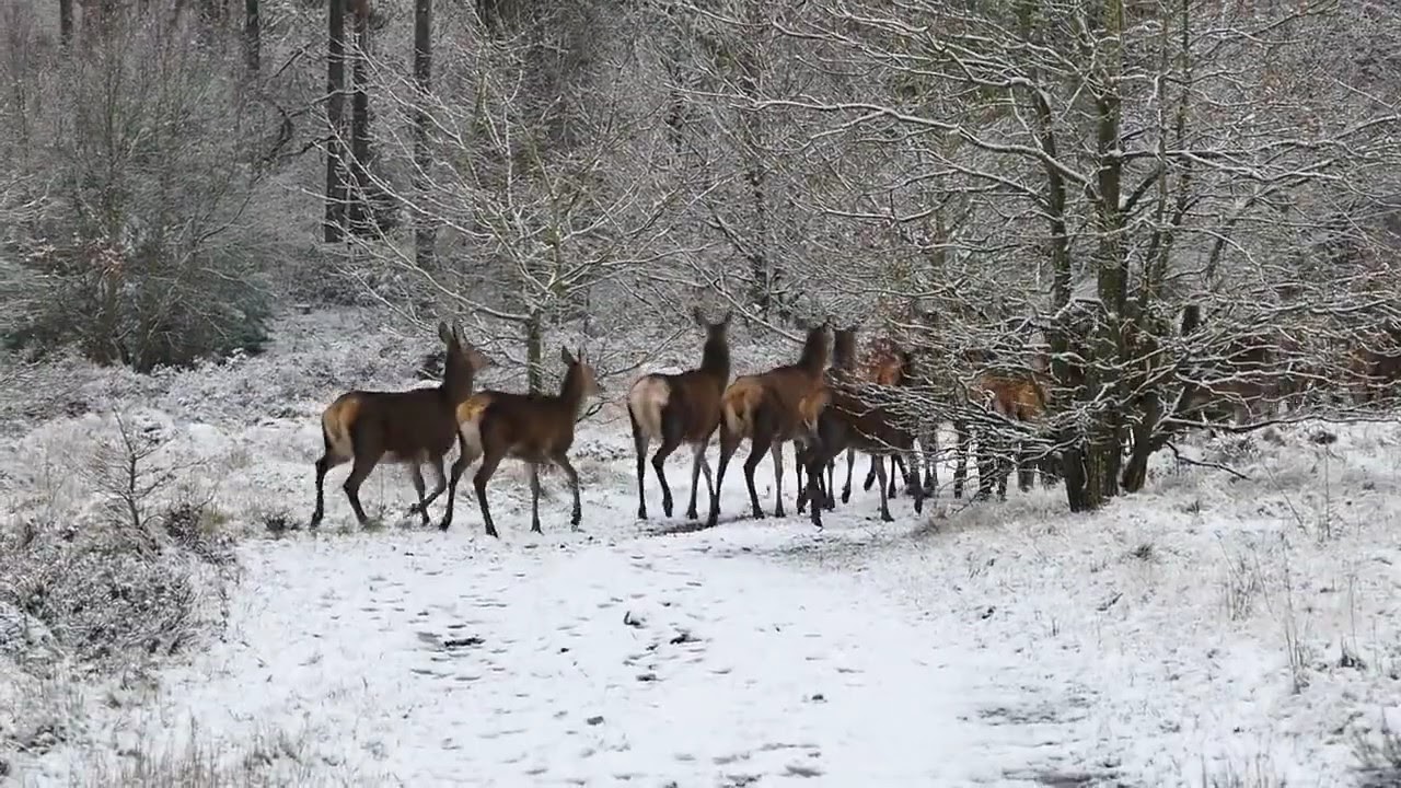 Herd Of Deer Running in the snow - YouTube