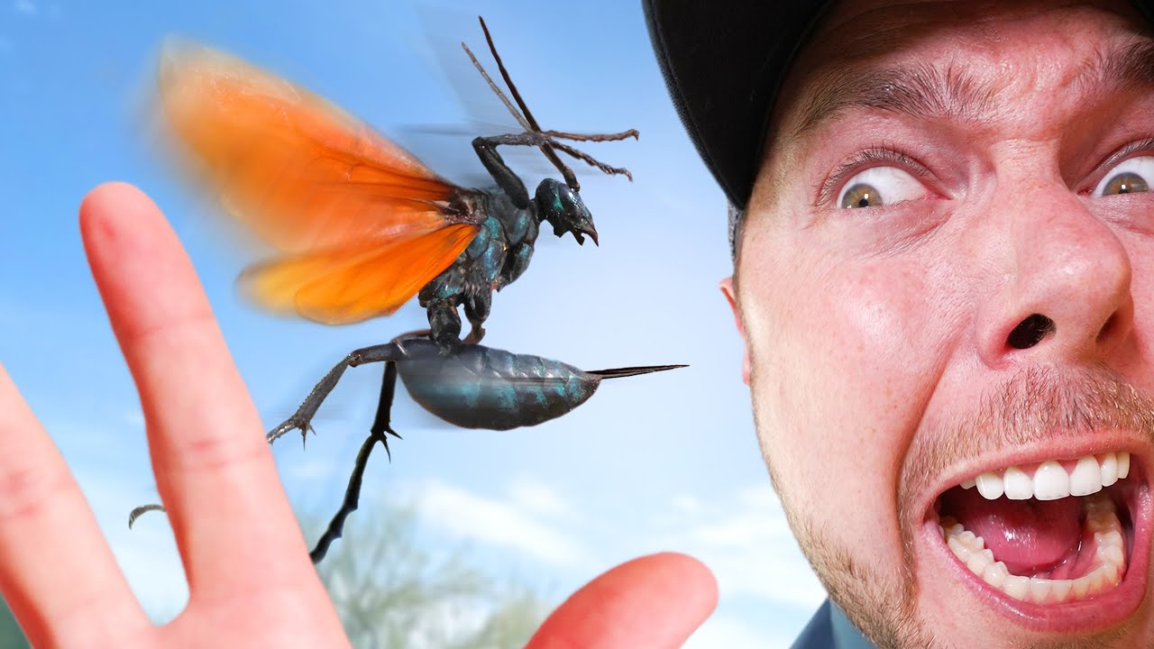 The new WORST STING?! (GIANT Tarantula Hawk!) - YouTube