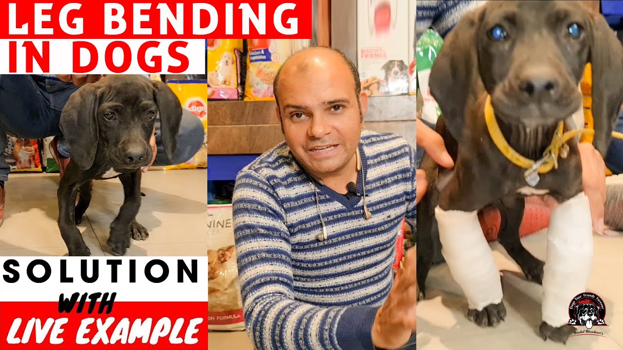 Leg Bending In Dog With Live Solution (Rickets Problem In Indian ...