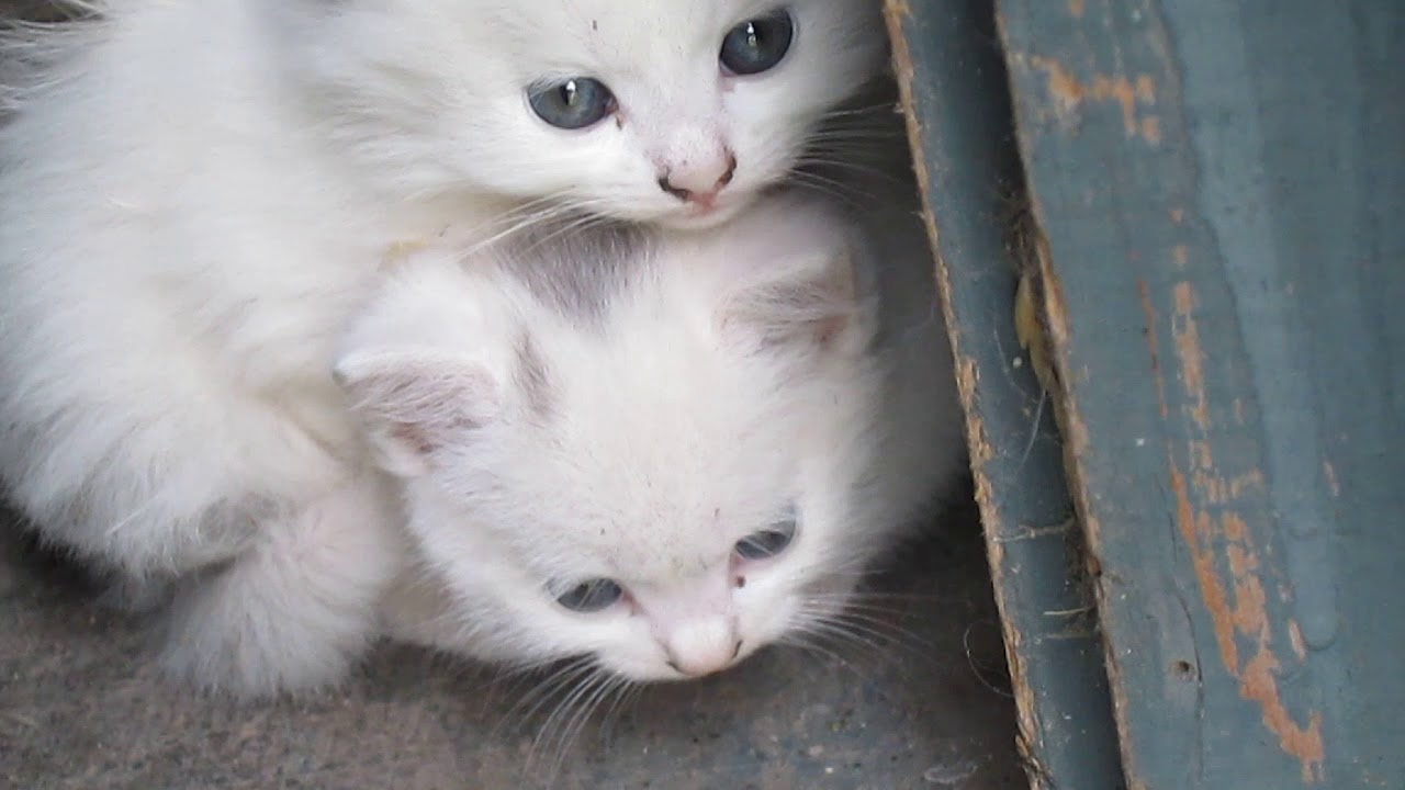 Little kittens meowing and talking - Cute cat compilation - Baby funny ...