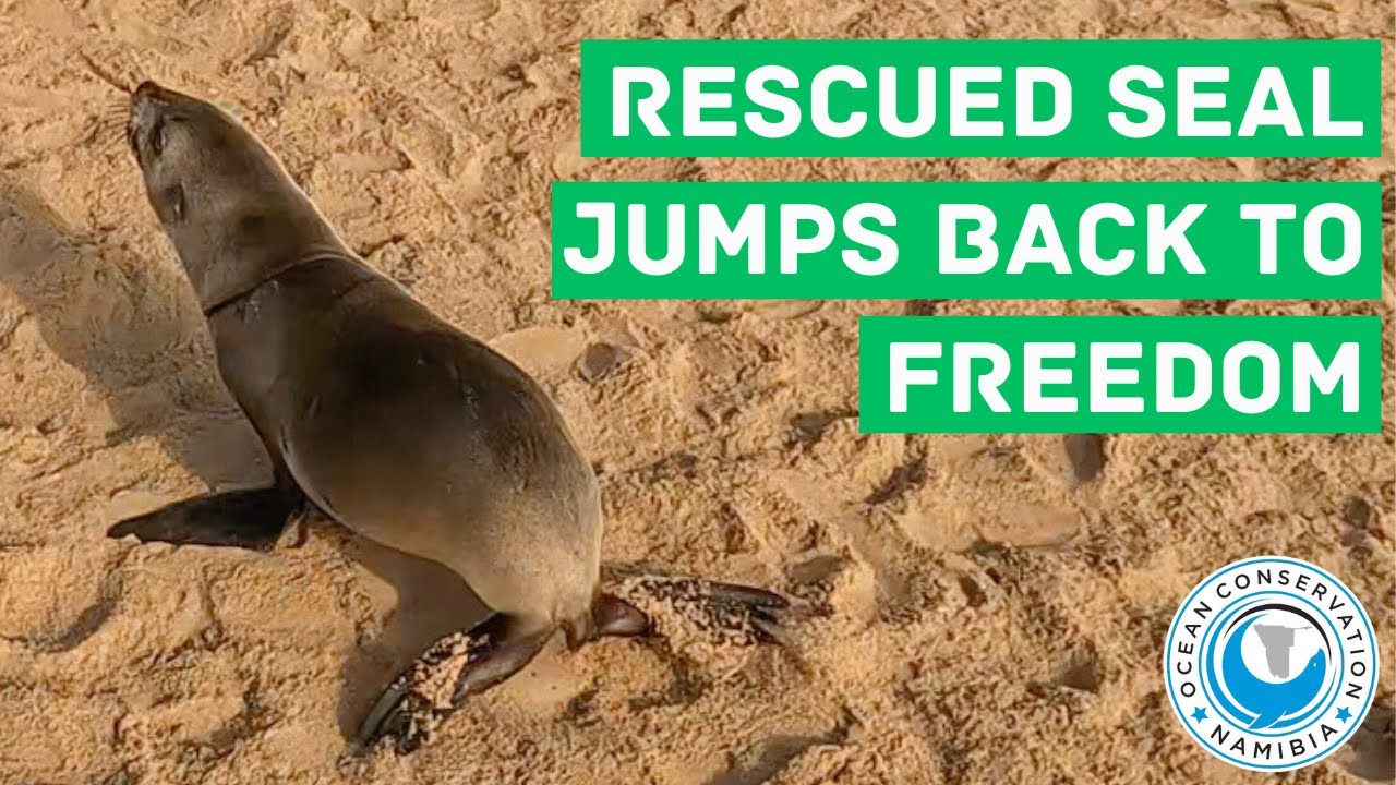 Rescued Seal Jumps Back To Freedom - YouTube